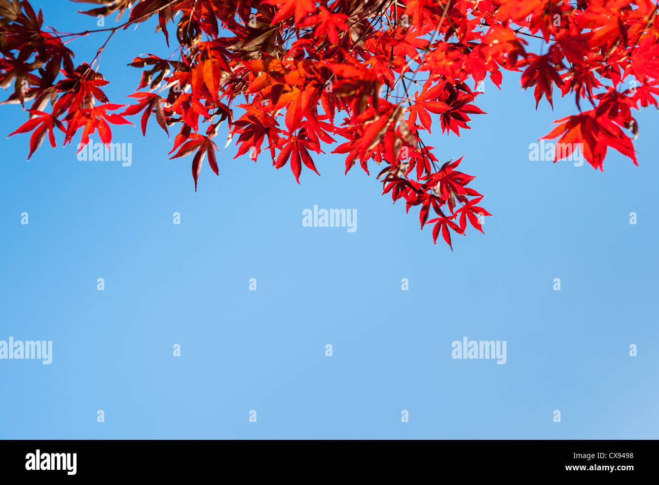 Bright red maple tree leaves against blue sky Stock Photo - Alamy