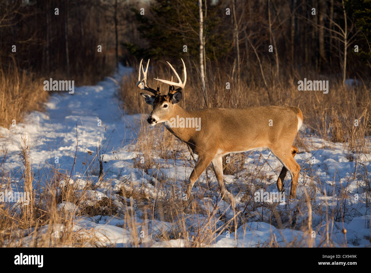 White-tailed deer in winter Stock Photo - Alamy