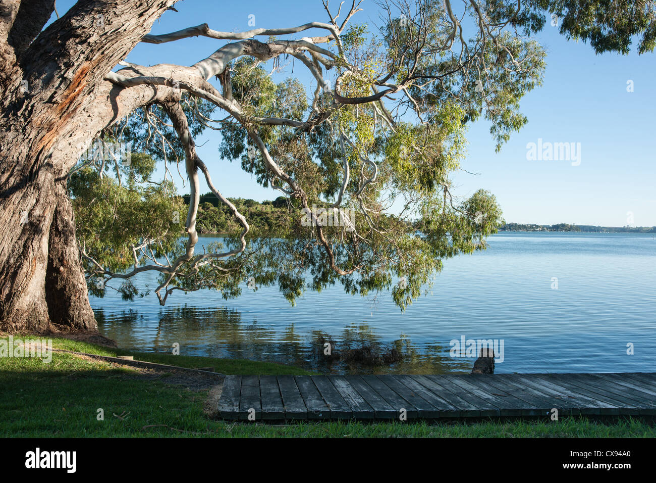 Tree leaning over waters edgewith walkway in foreground Stock Photo - Alamy