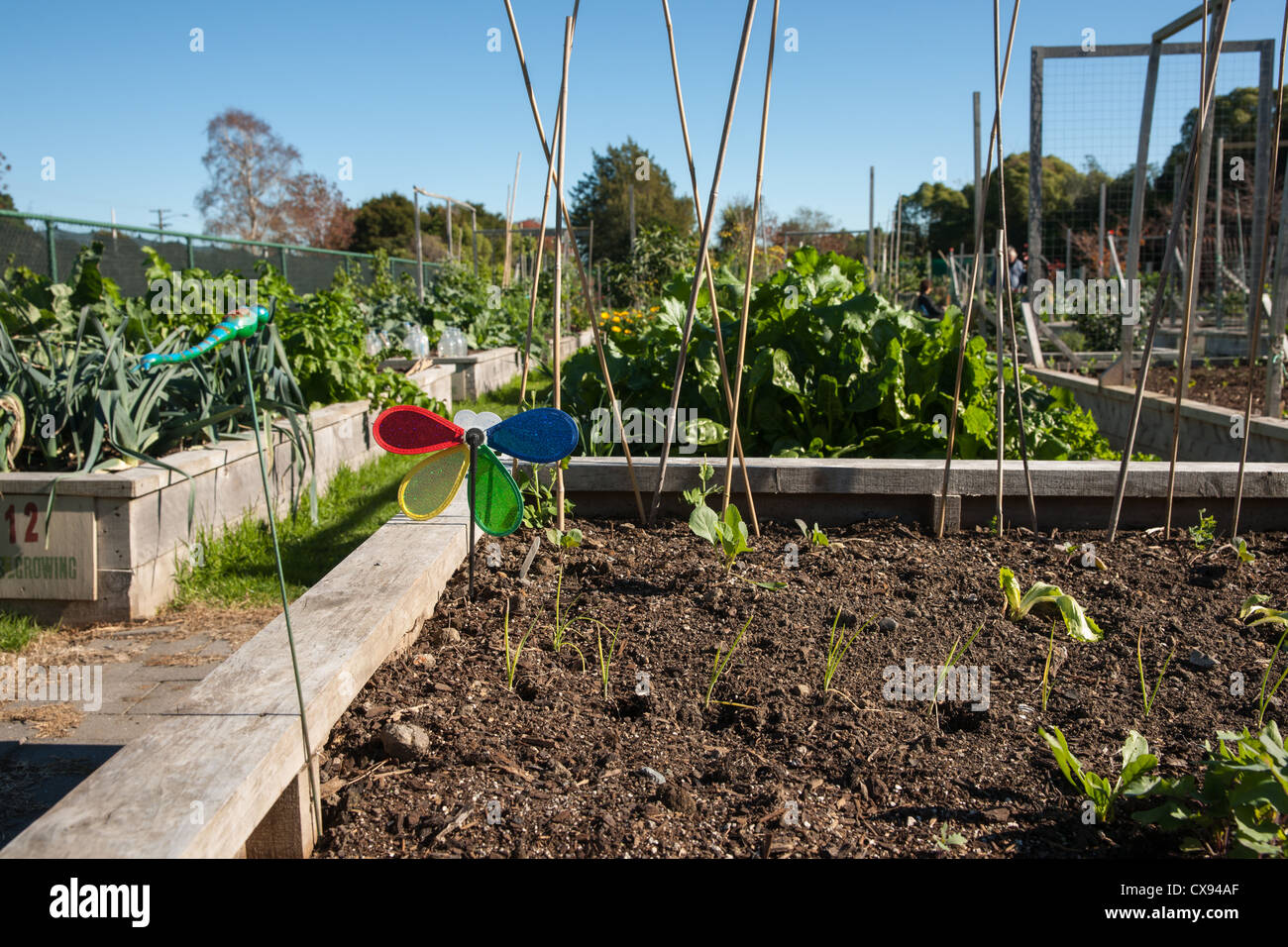 Community garden plots with vegetables and seedlings growing Stock ...