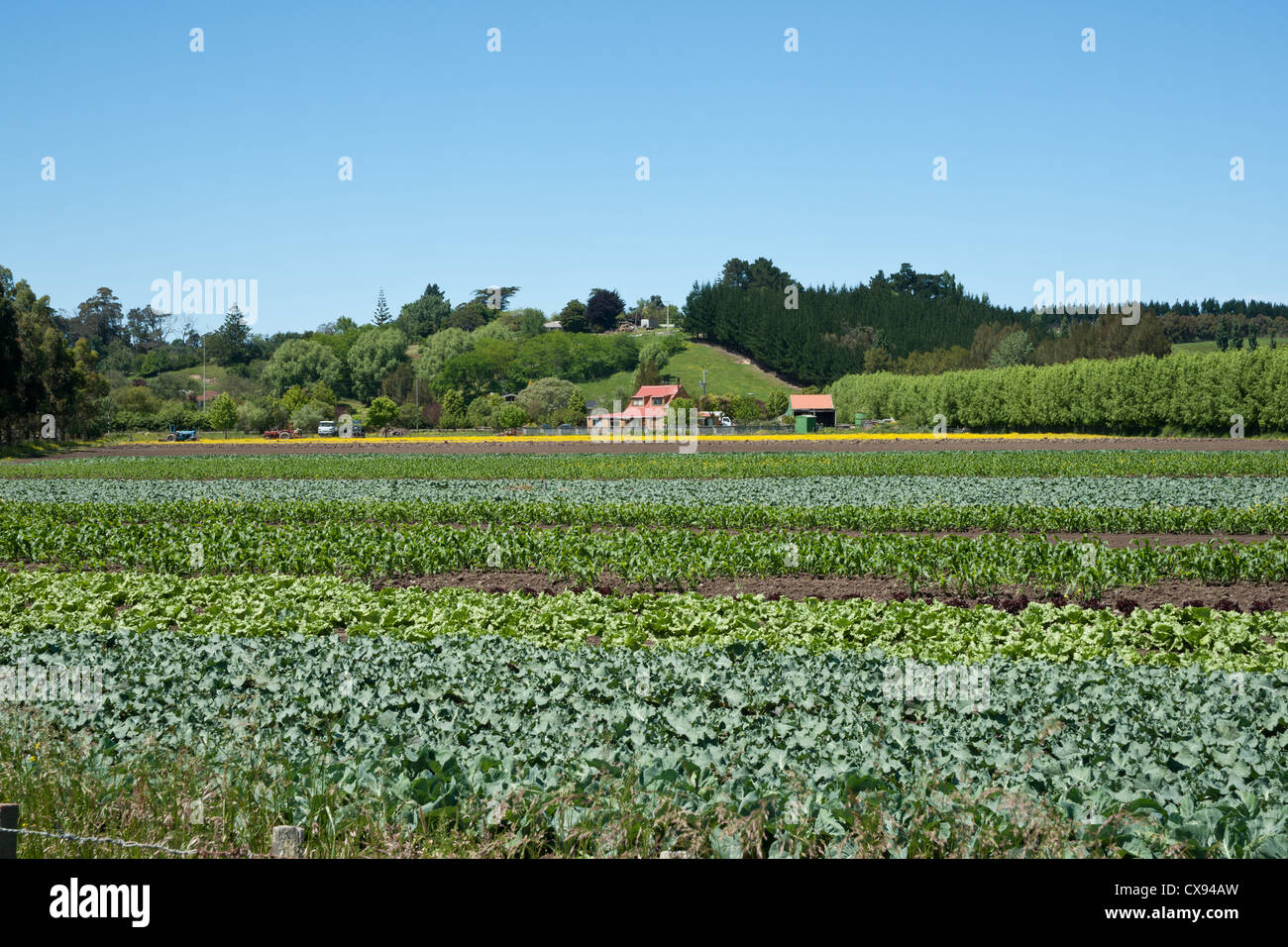 New Zealand Crops High Resolution Stock Photography and Images - Alamy