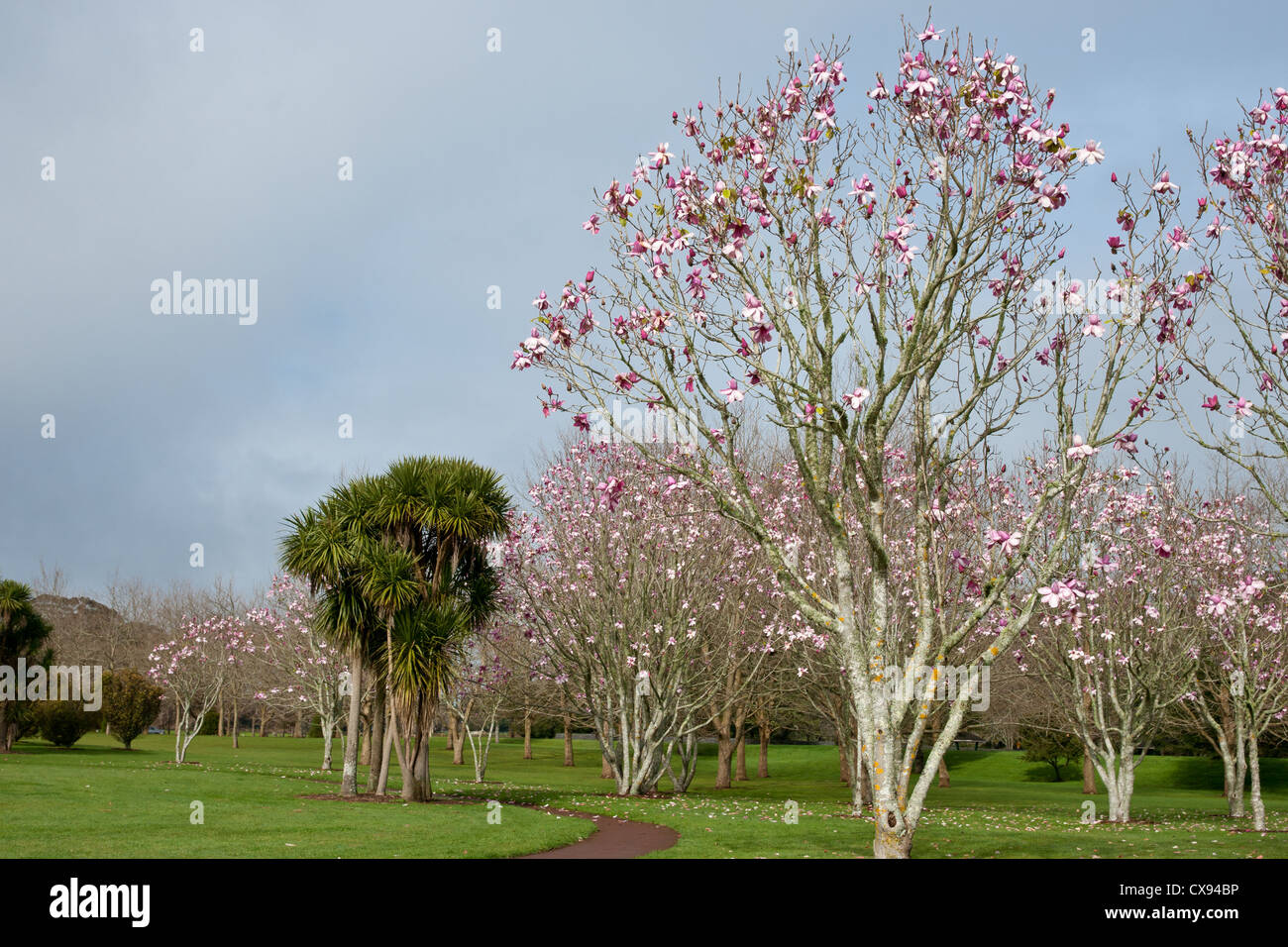 Trees in blossom in park Stock Photo - Alamy