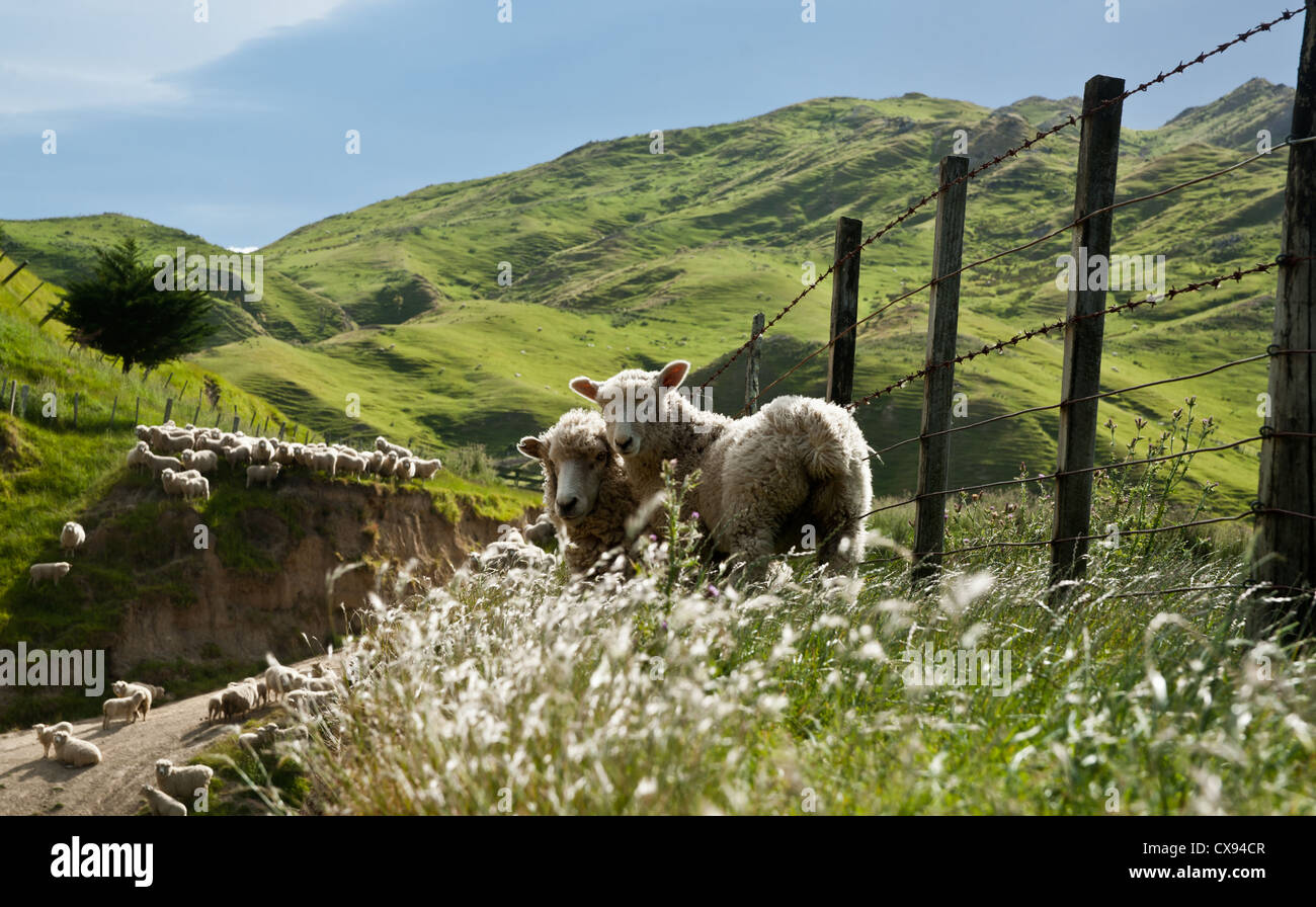 Sheep, with two looking back at camera on New Zealand farm Stock Photo ...