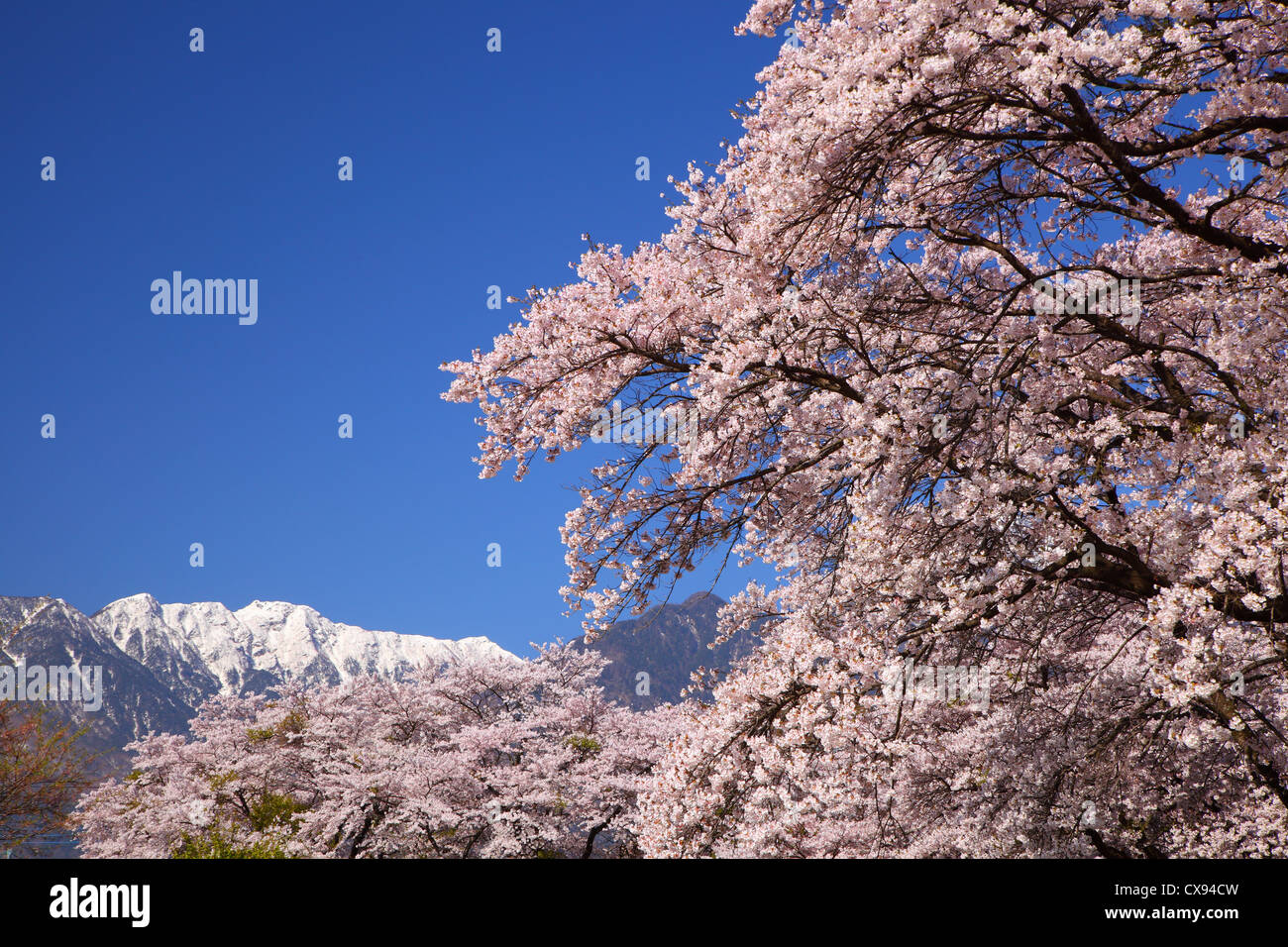 Cherry tree and southern alps of Japan, Yamanashi Stock Photo - Alamy