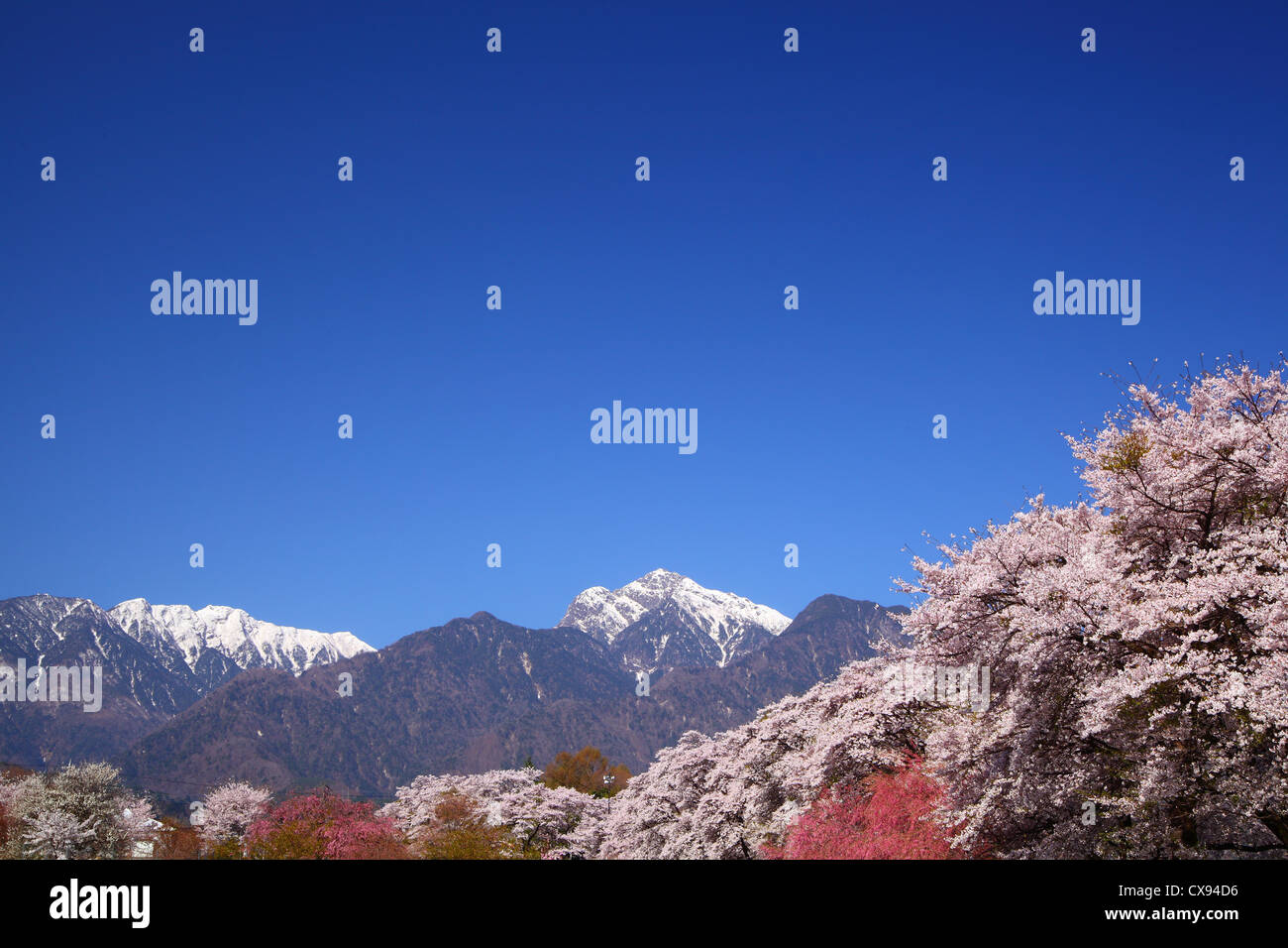 Cherry tree and southern alps of Japan, Yamanashi Stock Photo - Alamy