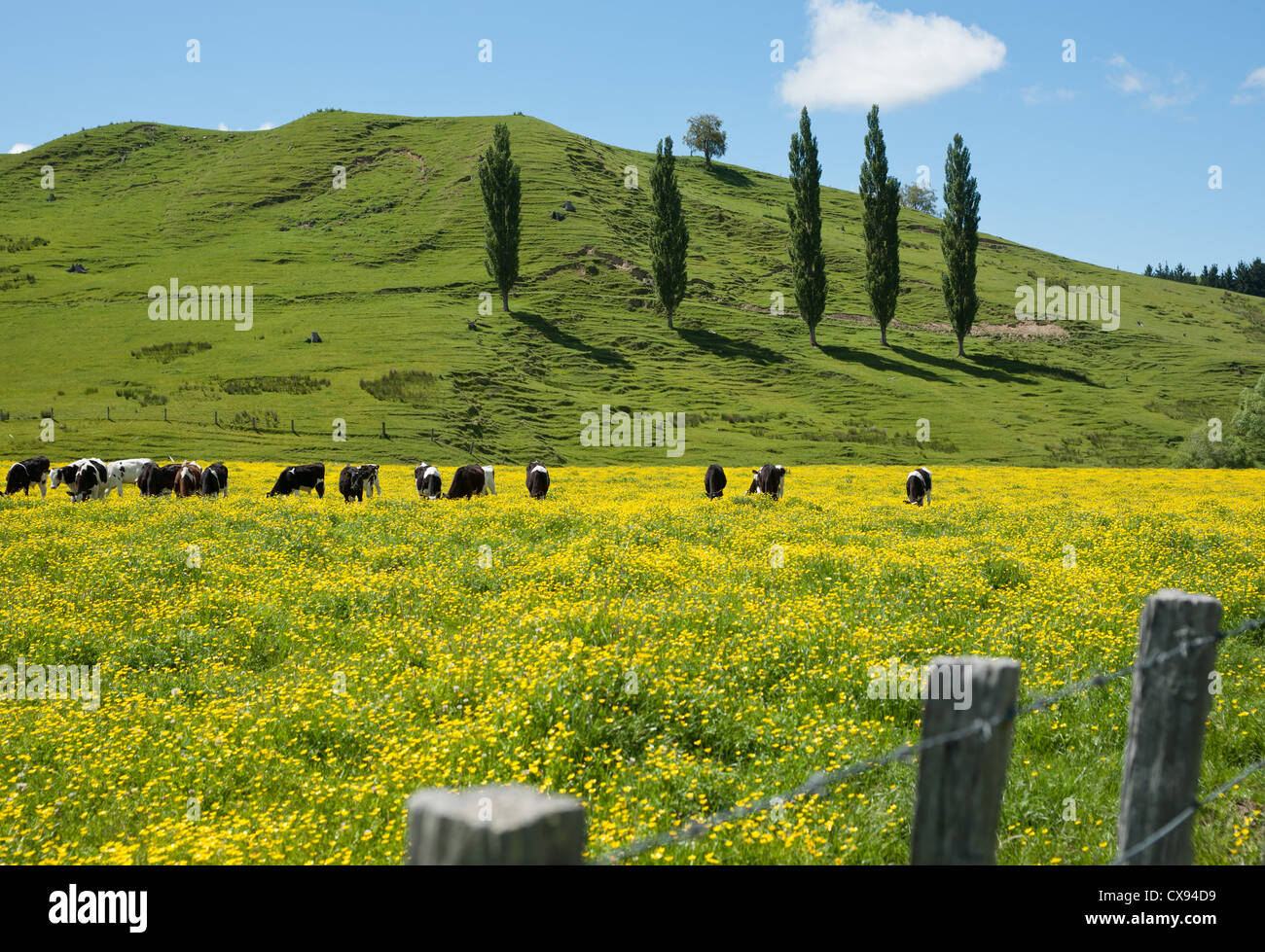 Cattle grazing in field of buttercup, spring time Stock Photo - Alamy