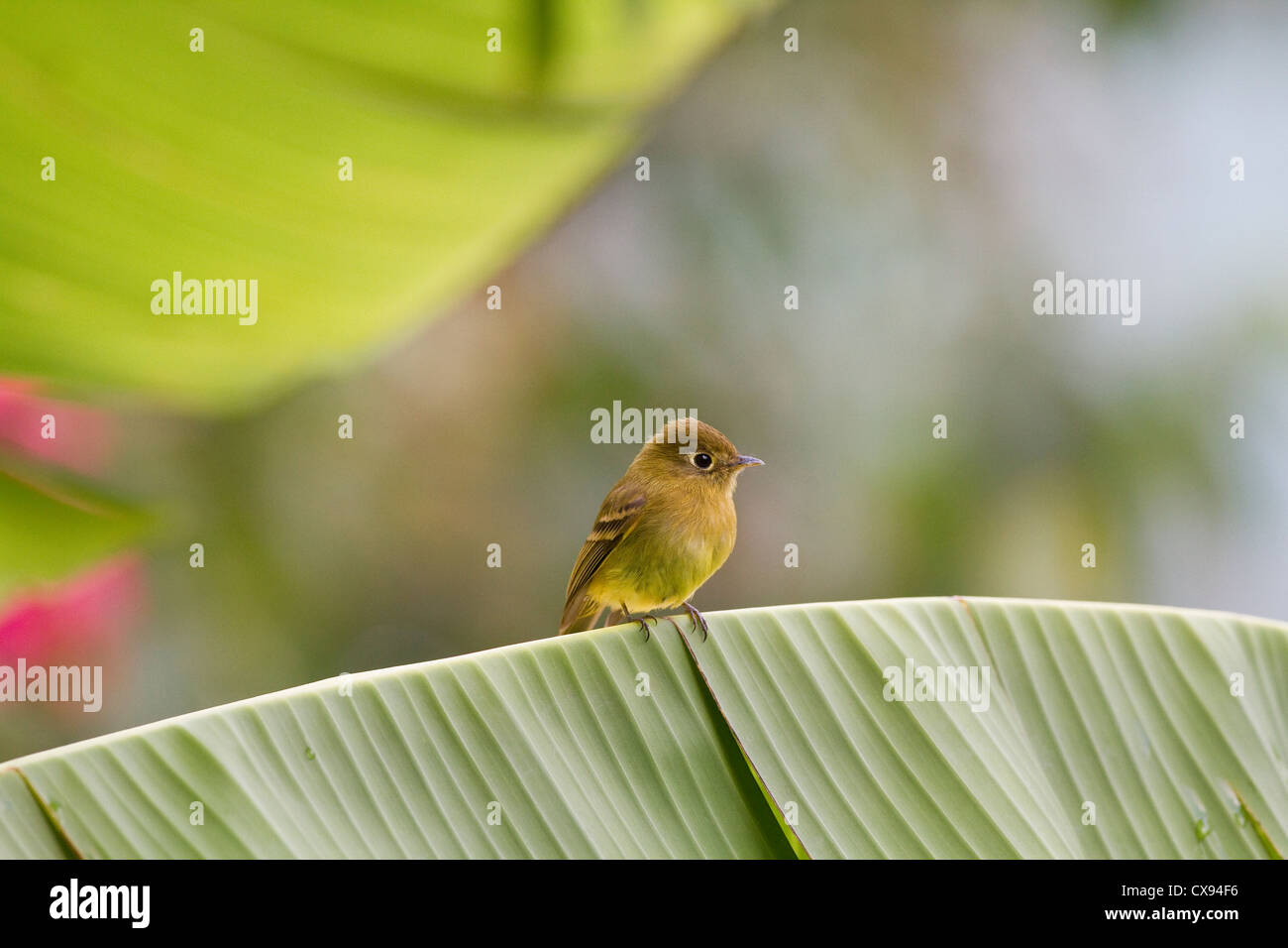 Yellowish Flycatcher (Empidonax flavescens) perched on palm frond at ...