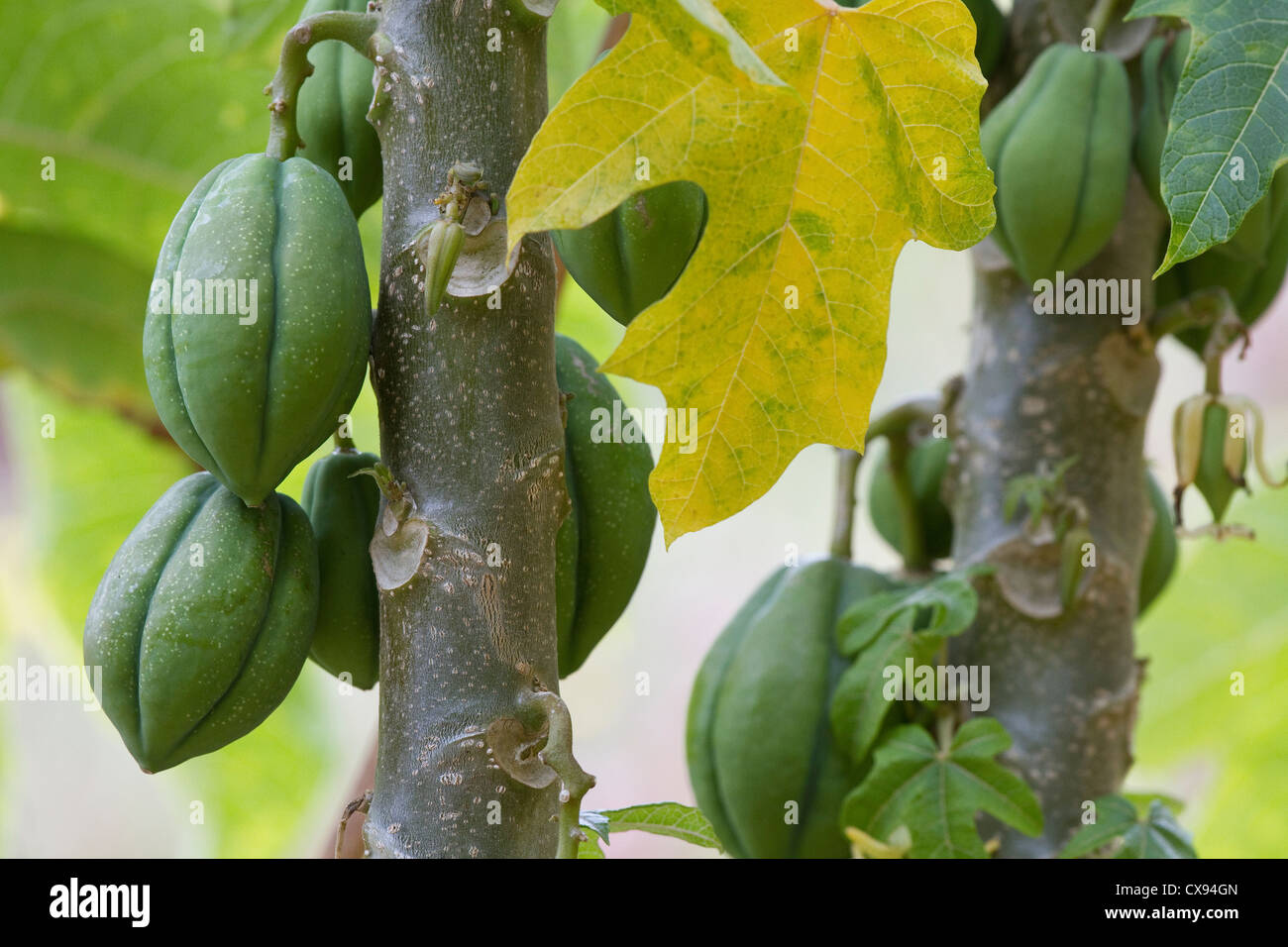 Closeup of green papayas on tree in Savegre area, Costa Rica Stock ...