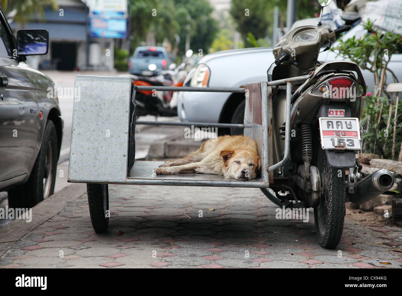 Dog sleeping in a motorcycle sidecar in Thailand Stock Photo - Alamy