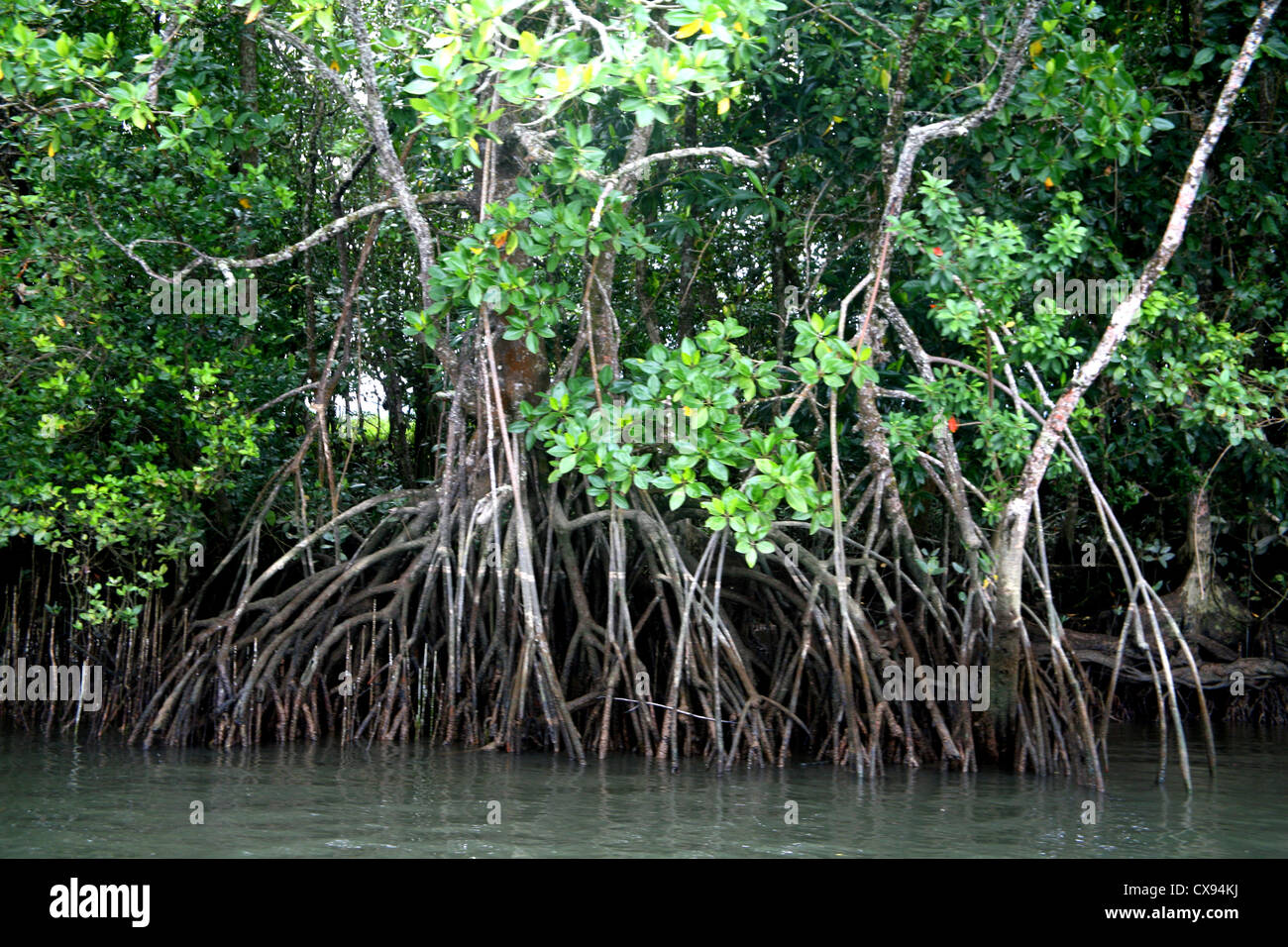 Dense root growth anchors mangrove trees along the Daintree river in ...