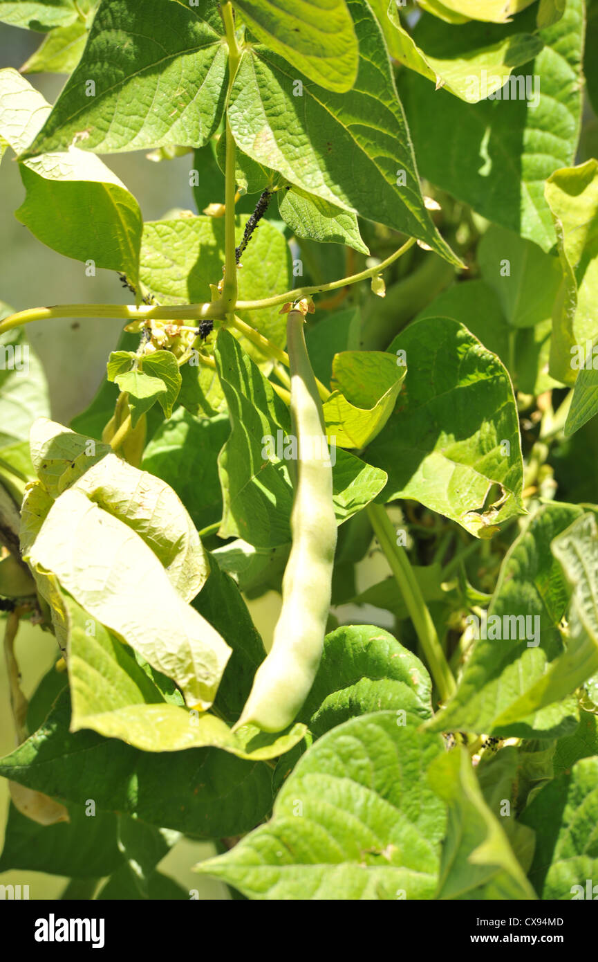 Fasole hi-res stock photography and images - Alamy