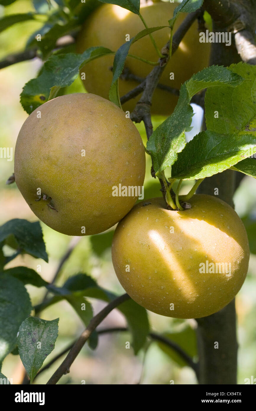 Russet colour hi-res stock photography and images - Alamy