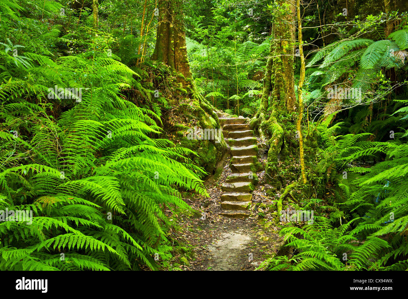 Old stone steps on the way down to Grand Canyon in the Blue Mountains ...