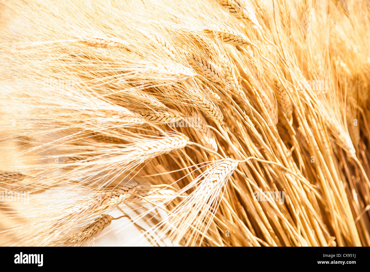 Wheat sacks during a sunny day in a warm summer season Stock Photo - Alamy
