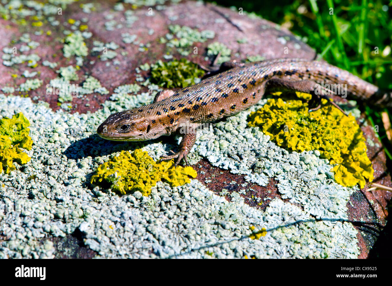 animal lizard (Lacerta vivipara) on stone with lichens Stock Photo - Alamy