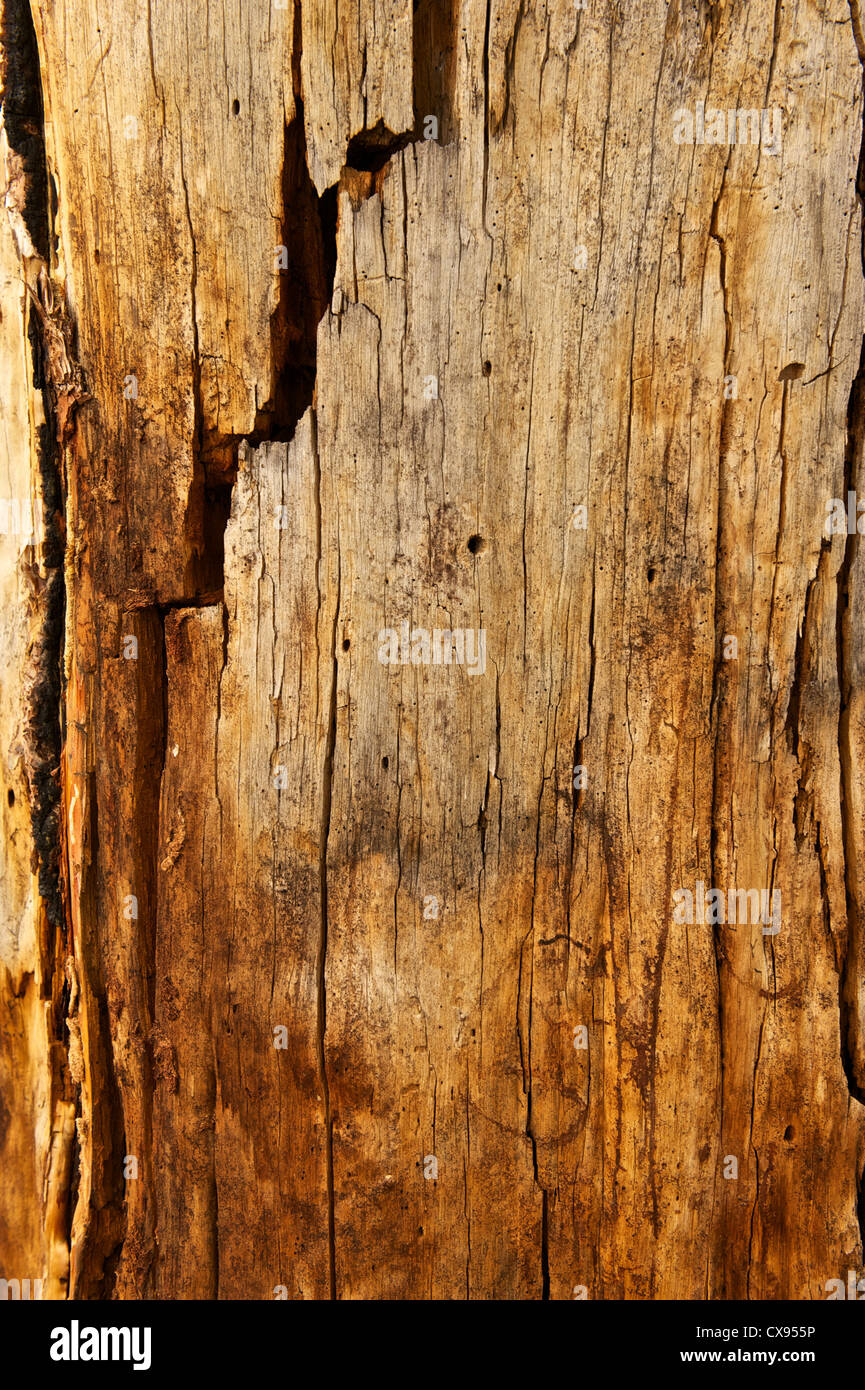 Tree trunk with many cracks and marks in it Stock Photo - Alamy