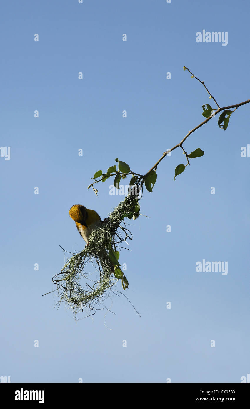 Baya Weaver male building a new nest - Ploceus philippinus - Andhra Pradesh South India Stock ...