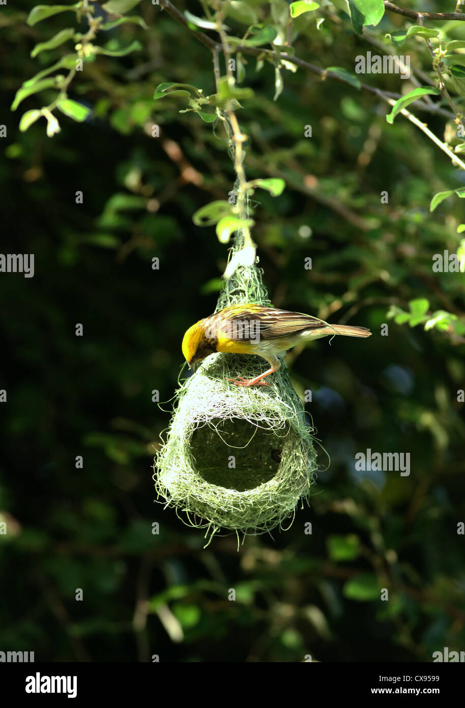 Baya Weaver male building the nest - Ploceus philippinus - Andhra Pradesh South India Stock ...