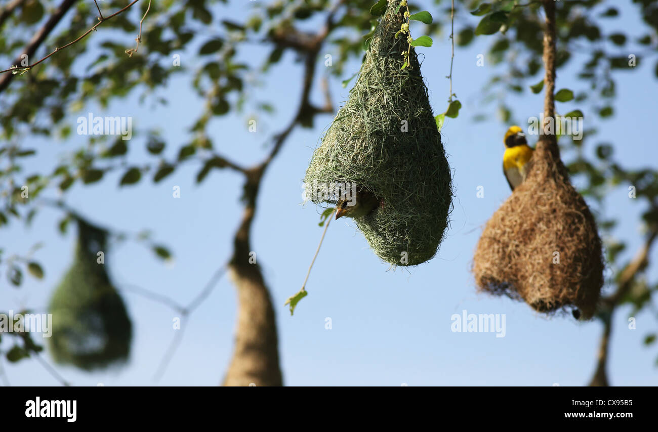 Baya Weaver female visiting the new nest - Ploceus philippinus - Andhra Pradesh South India ...
