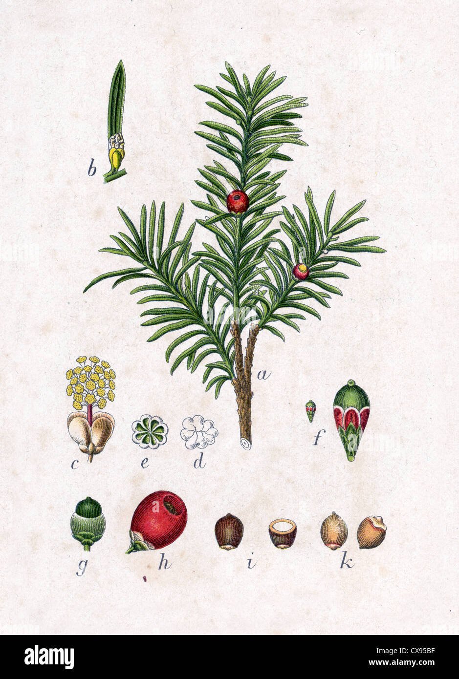 Taxaceae family hi-res stock photography and images - Alamy