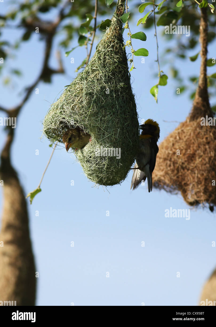 Baya weaver female hi-res stock photography and images - Alamy