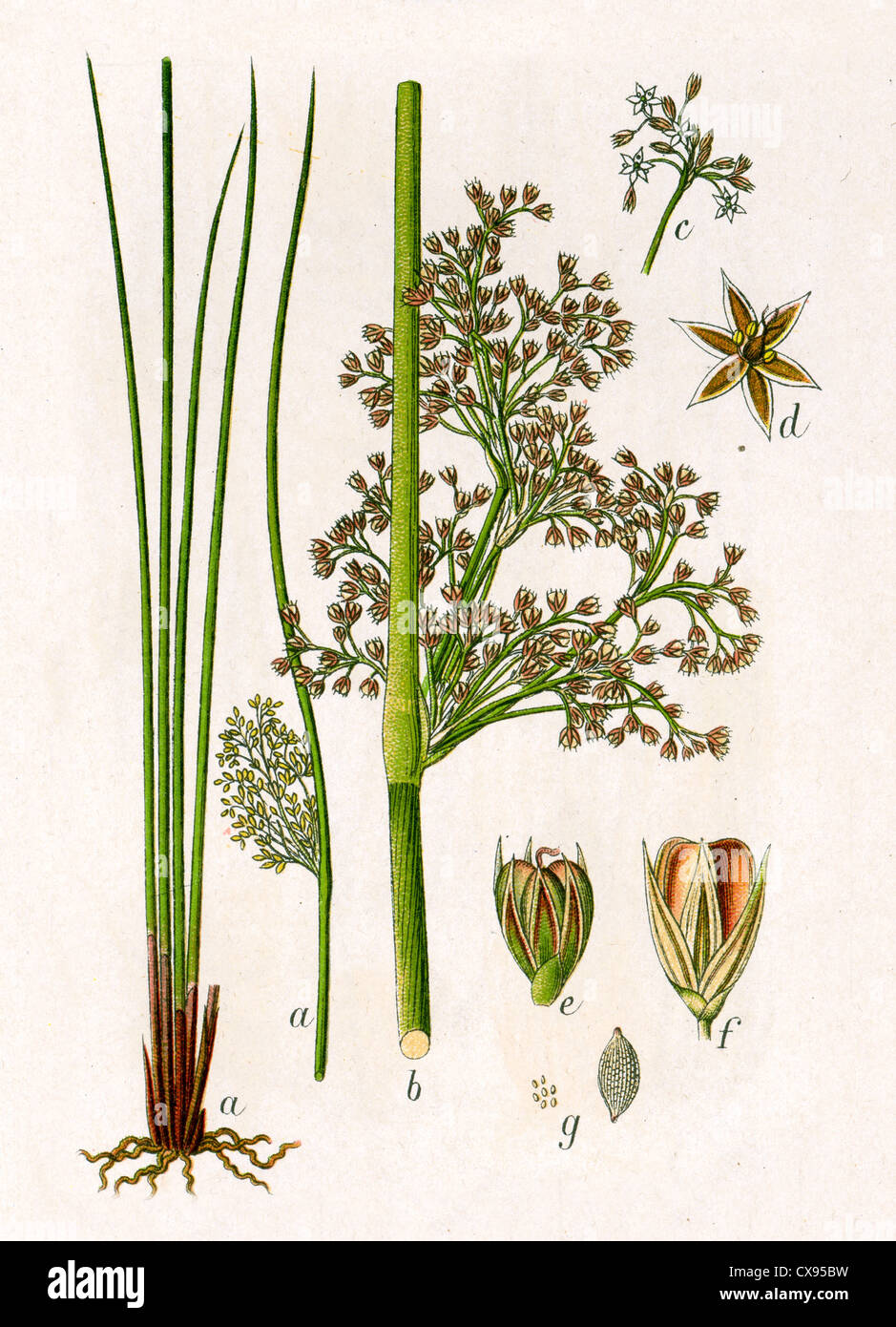 Juncus Brevicaudatus