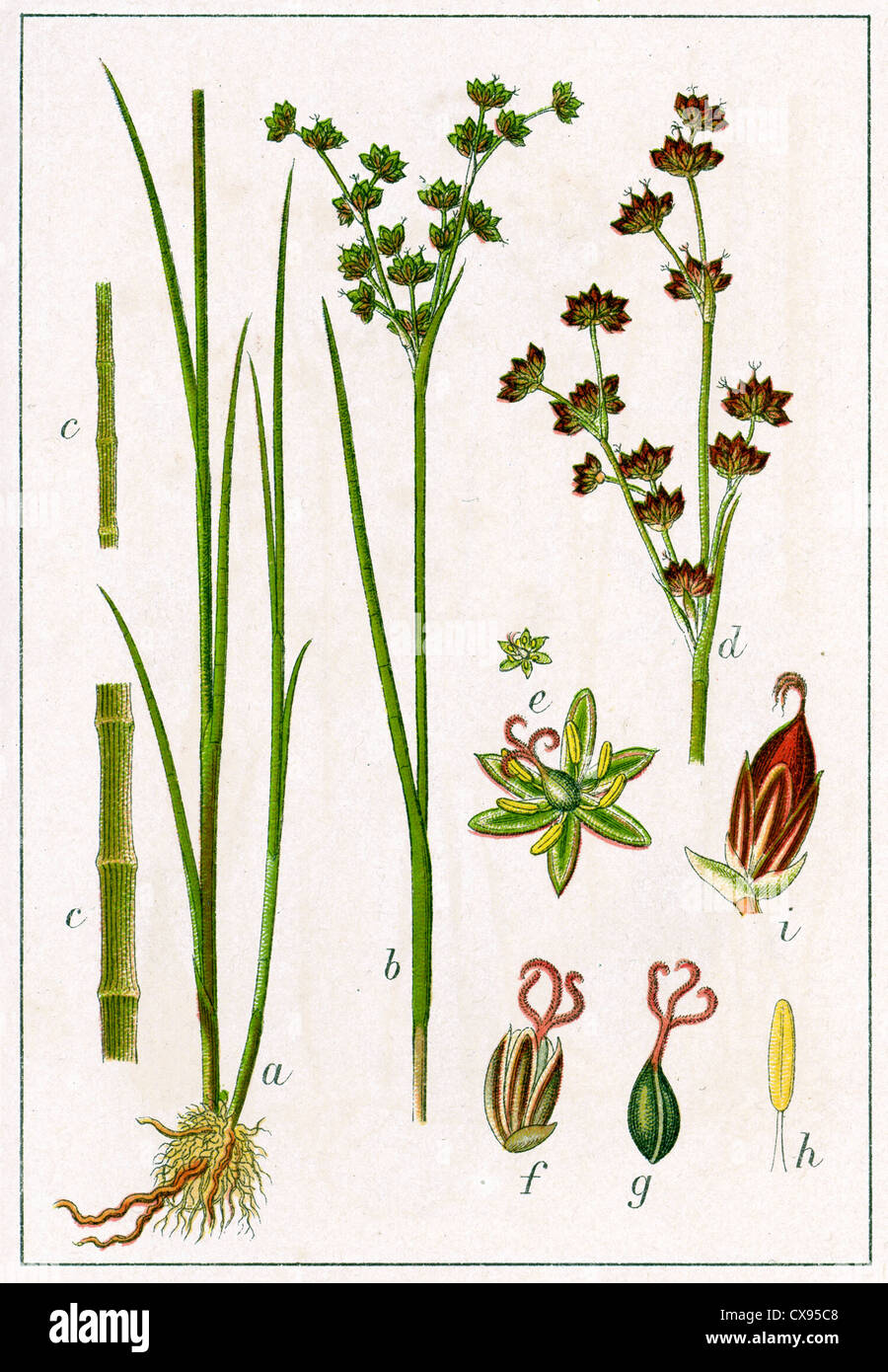 Juncus species hi-res stock photography and images - Alamy