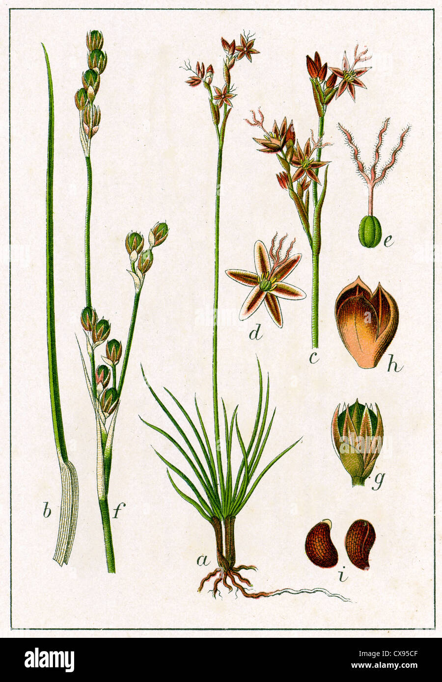 Juncus species hi-res stock photography and images - Alamy