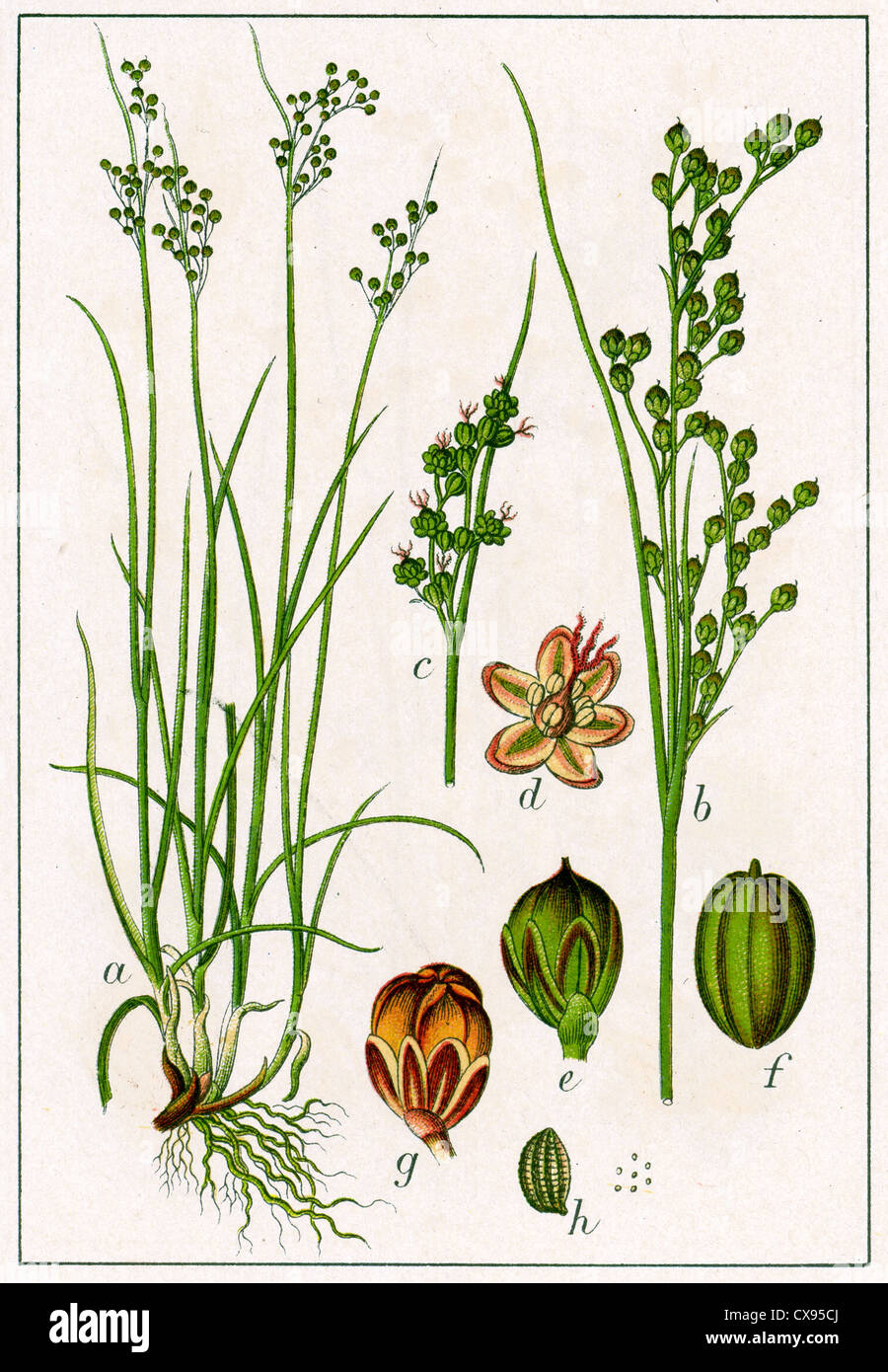 Juncus Brevicaudatus