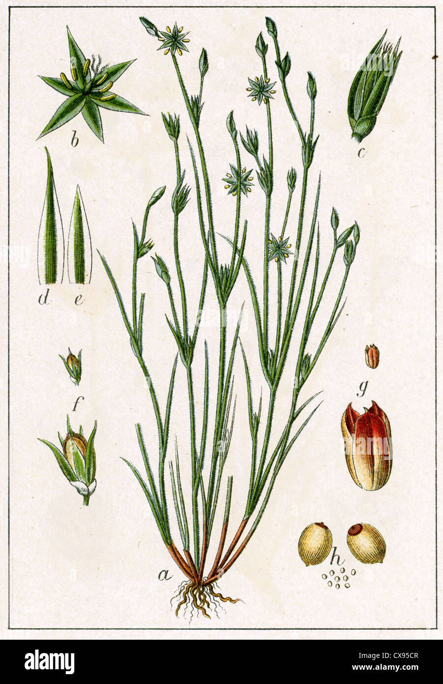 Juncus species hi-res stock photography and images - Alamy