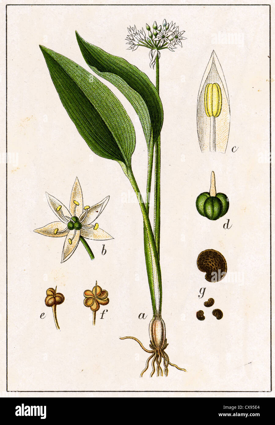 Allium ursinum old names hi-res stock photography and images - Alamy