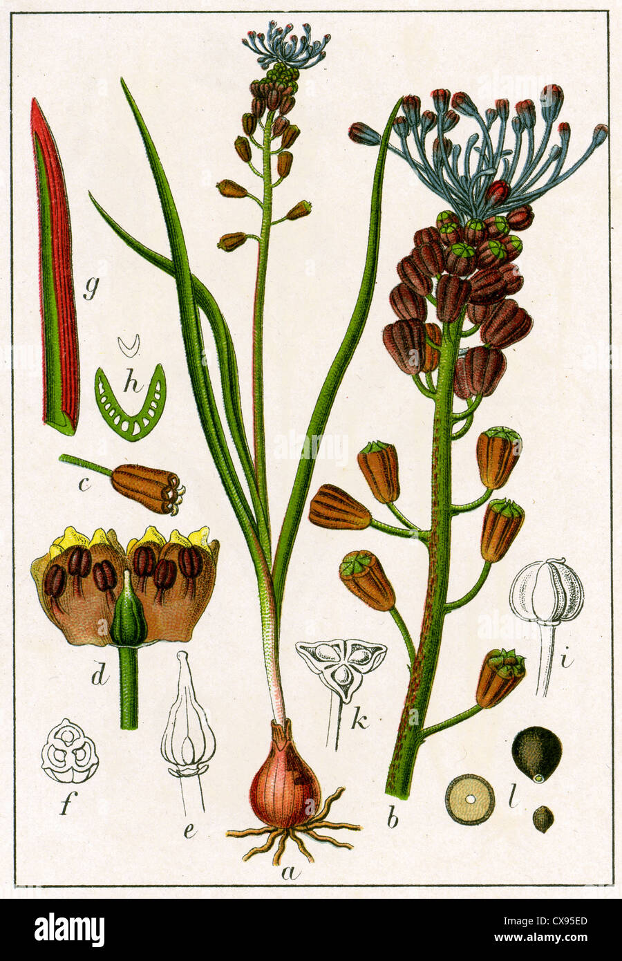 Family of asparagaceae hi-res stock photography and images - Alamy