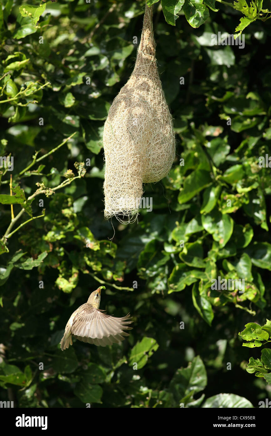 Baya Weaver female with little caterpillar - Ploceus philippinus - Andhra Pradesh South India ...