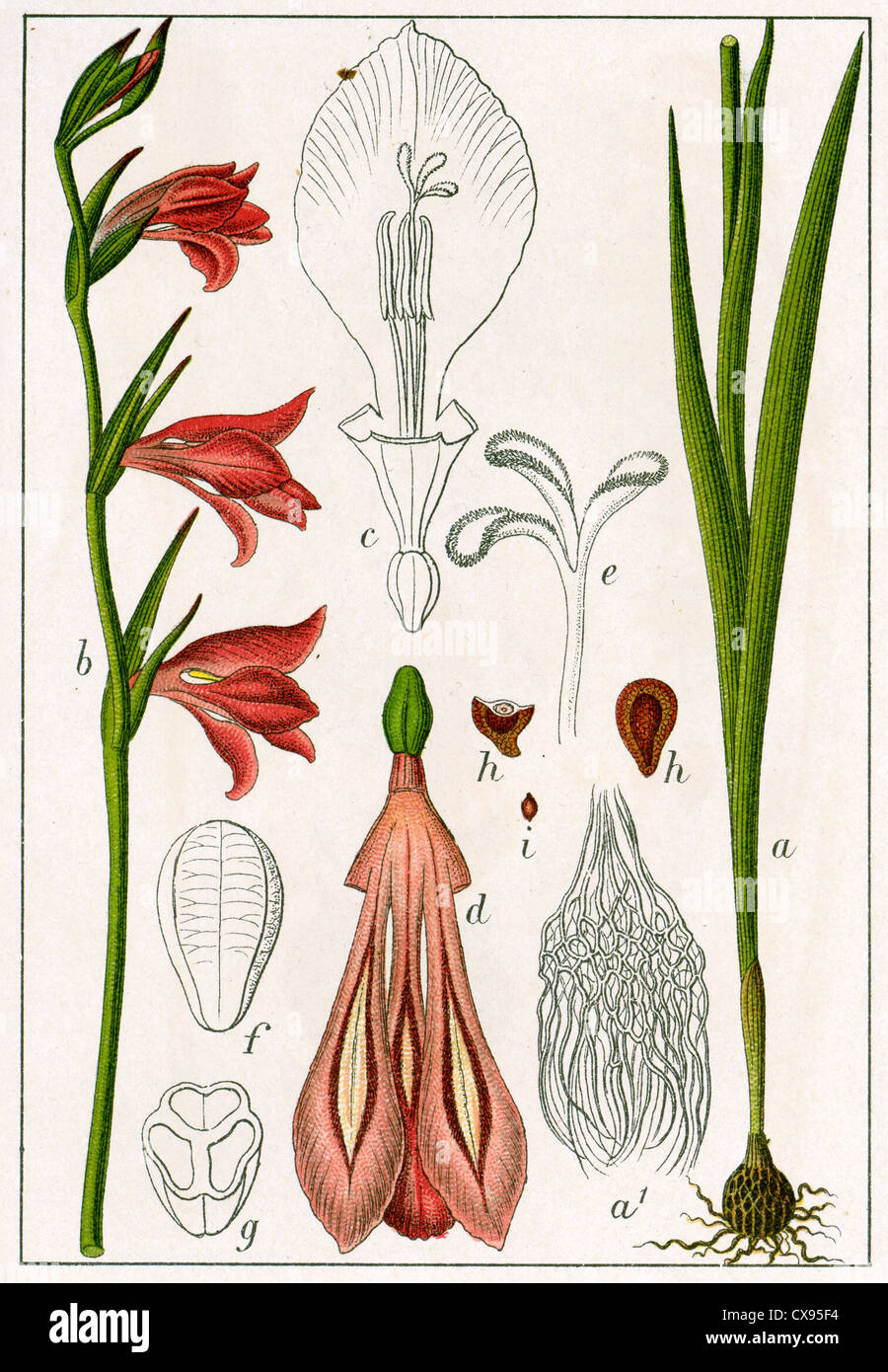 Gladiolus paluster hi-res stock photography and images - Alamy
