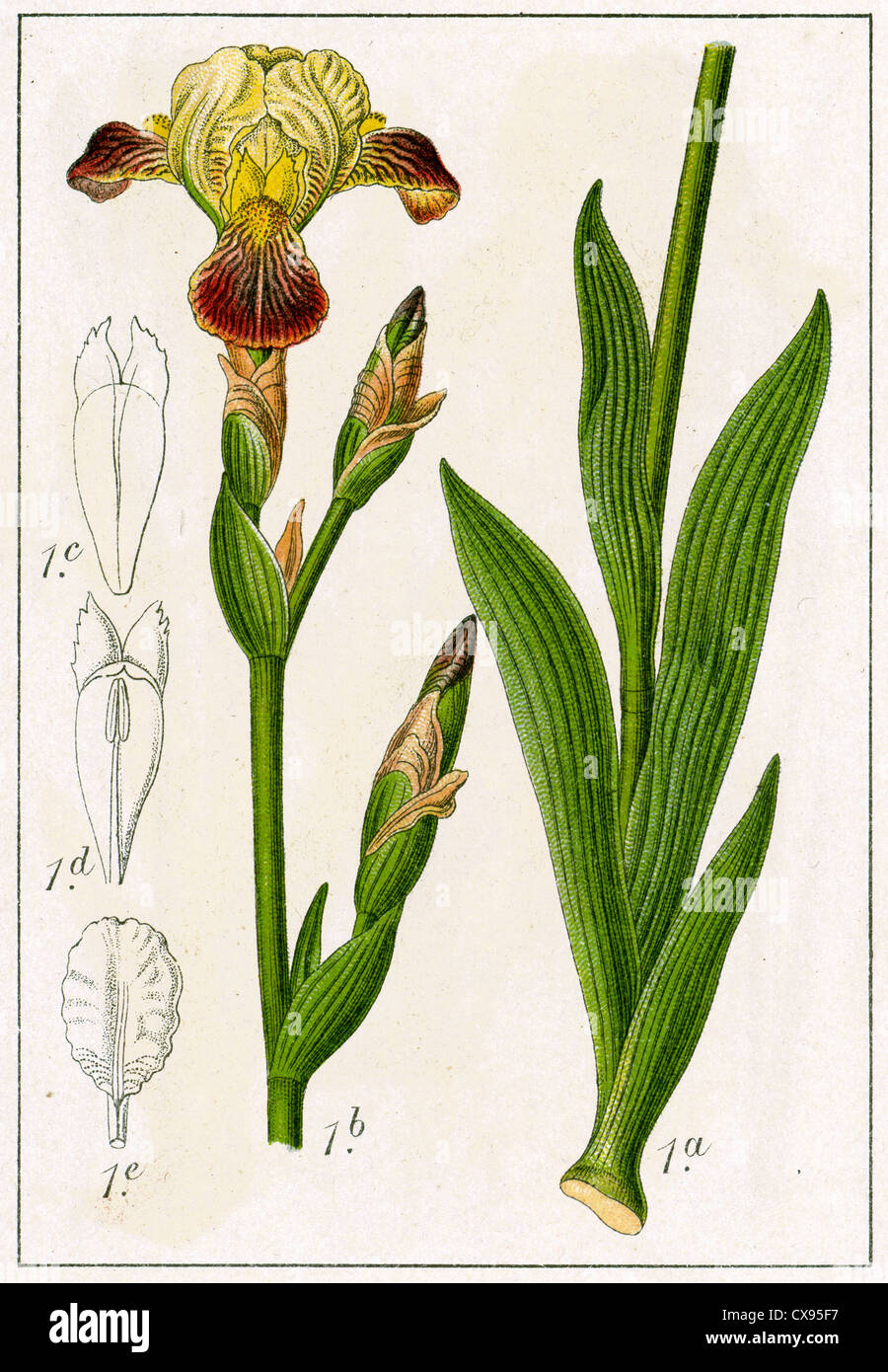 Irus iridaceae hi-res stock photography and images - Alamy