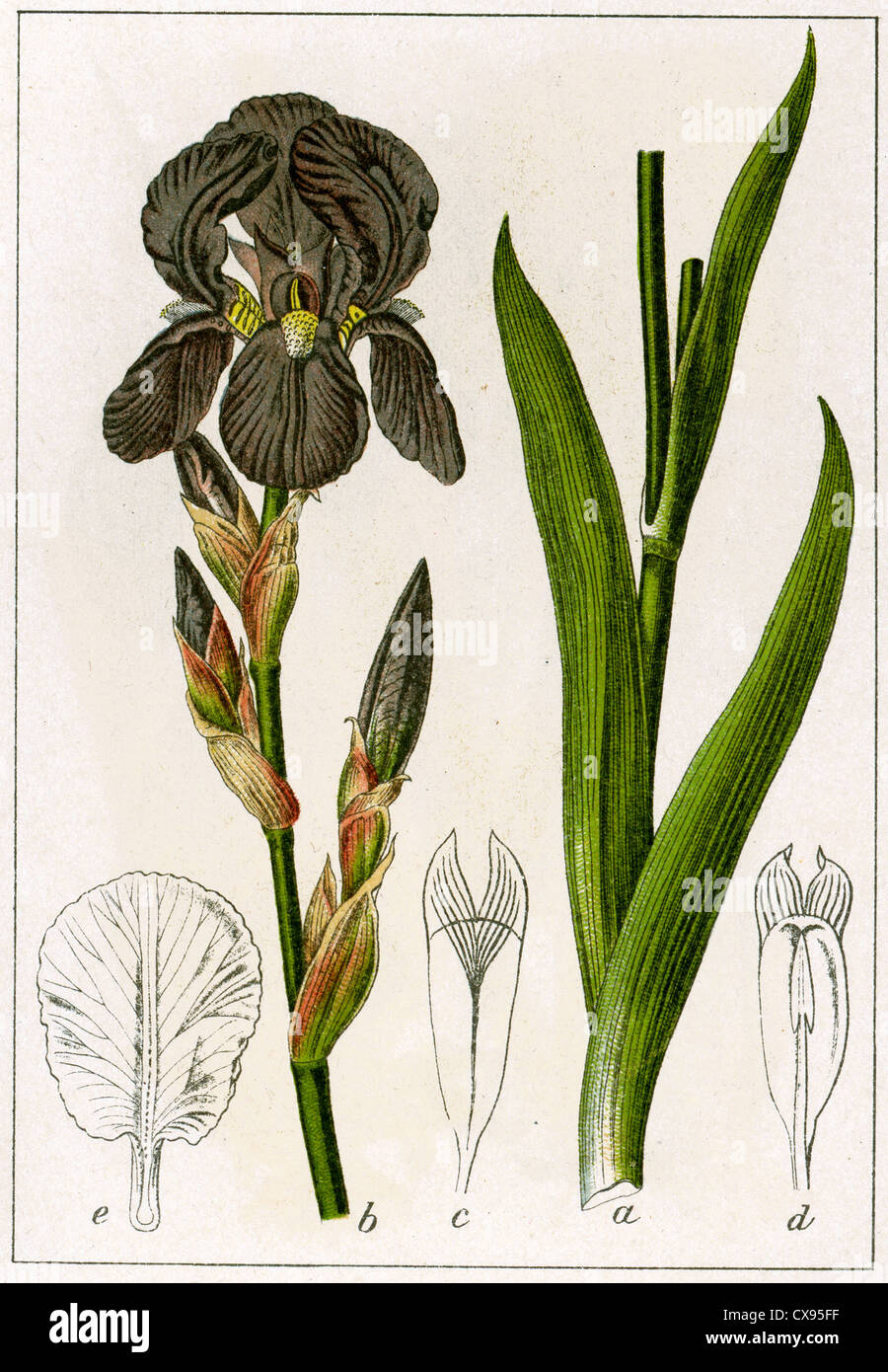 Iris a germanica hi-res stock photography and images - Alamy
