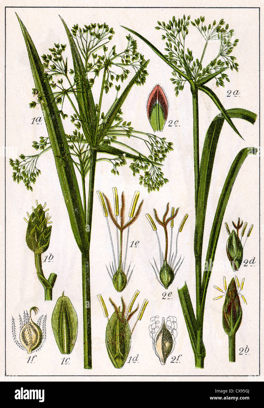 Silvaticus hi-res stock photography and images - Alamy