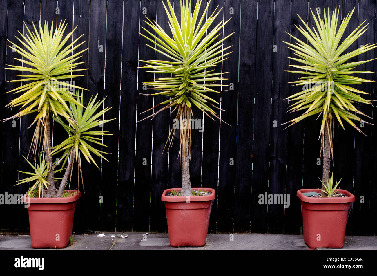 Agave Cactus High Resolution Stock Photography and Images - Alamy