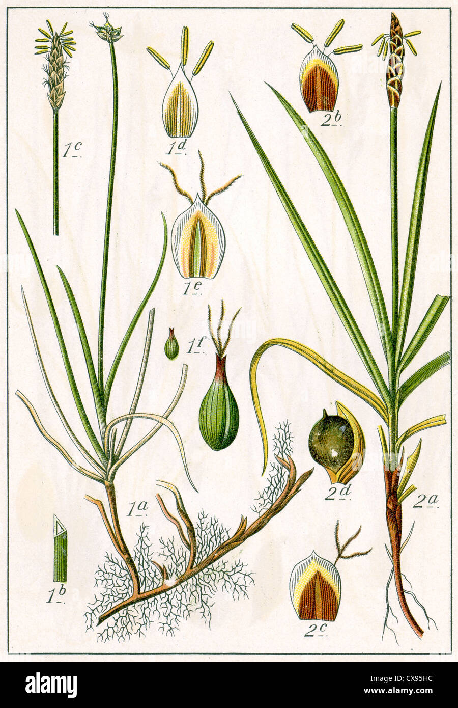 Carex obtusata - Carex rupestris Stock Photo - Alamy