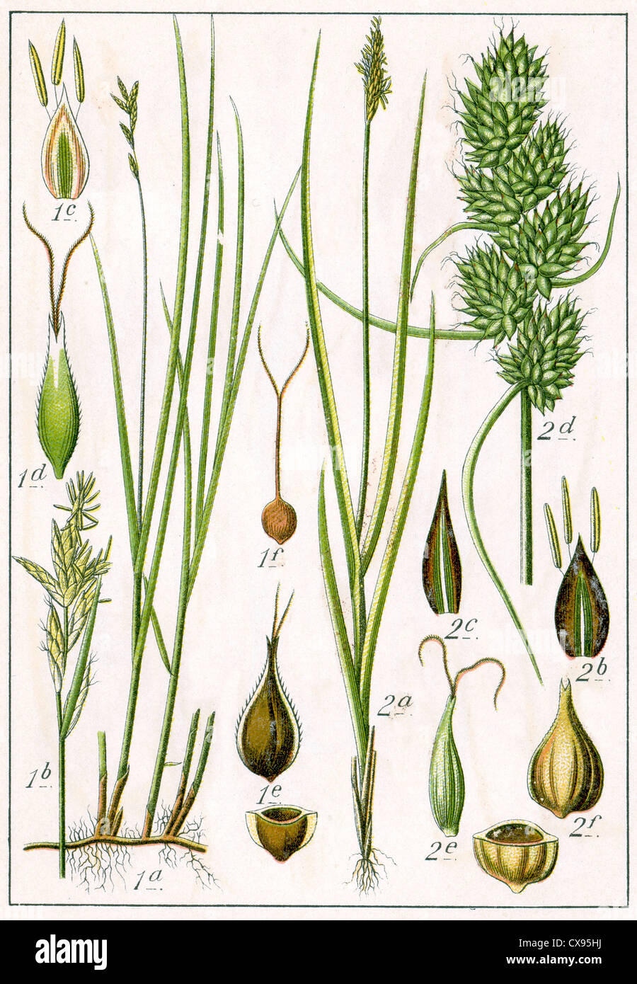 Carex vulpina hi-res stock photography and images - Alamy