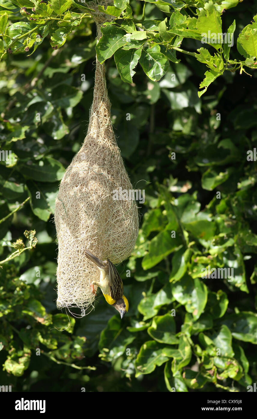Bird mating call hi-res stock photography and images - Alamy