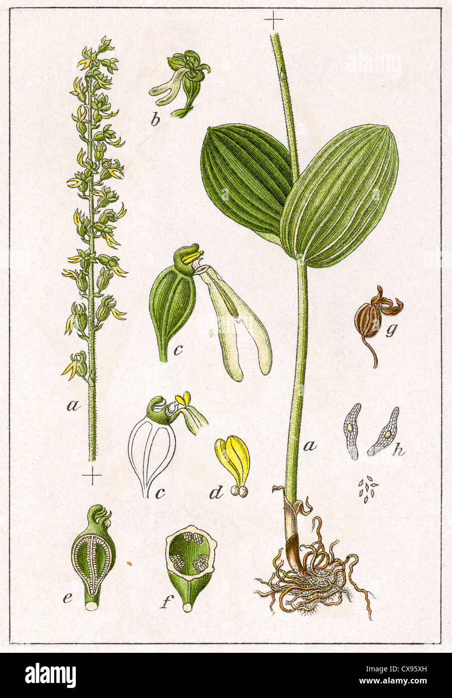 1 neottia ovata hi-res stock photography and images - Alamy