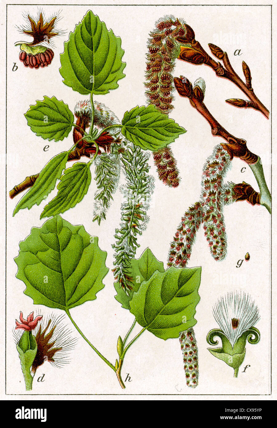 Populus tremula l hi-res stock photography and images - Alamy