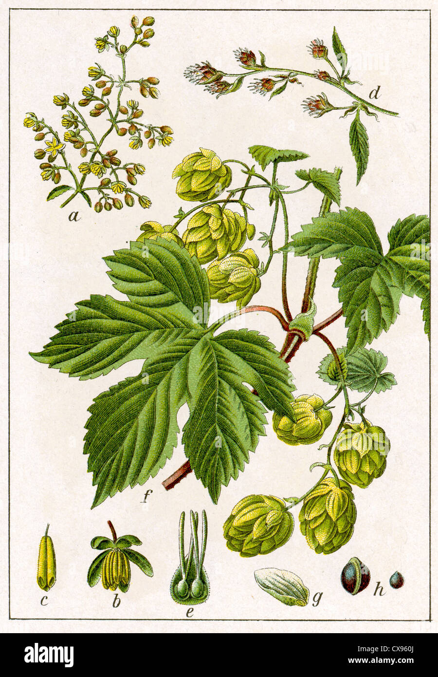 Humulus lupulus l hi-res stock photography and images - Alamy