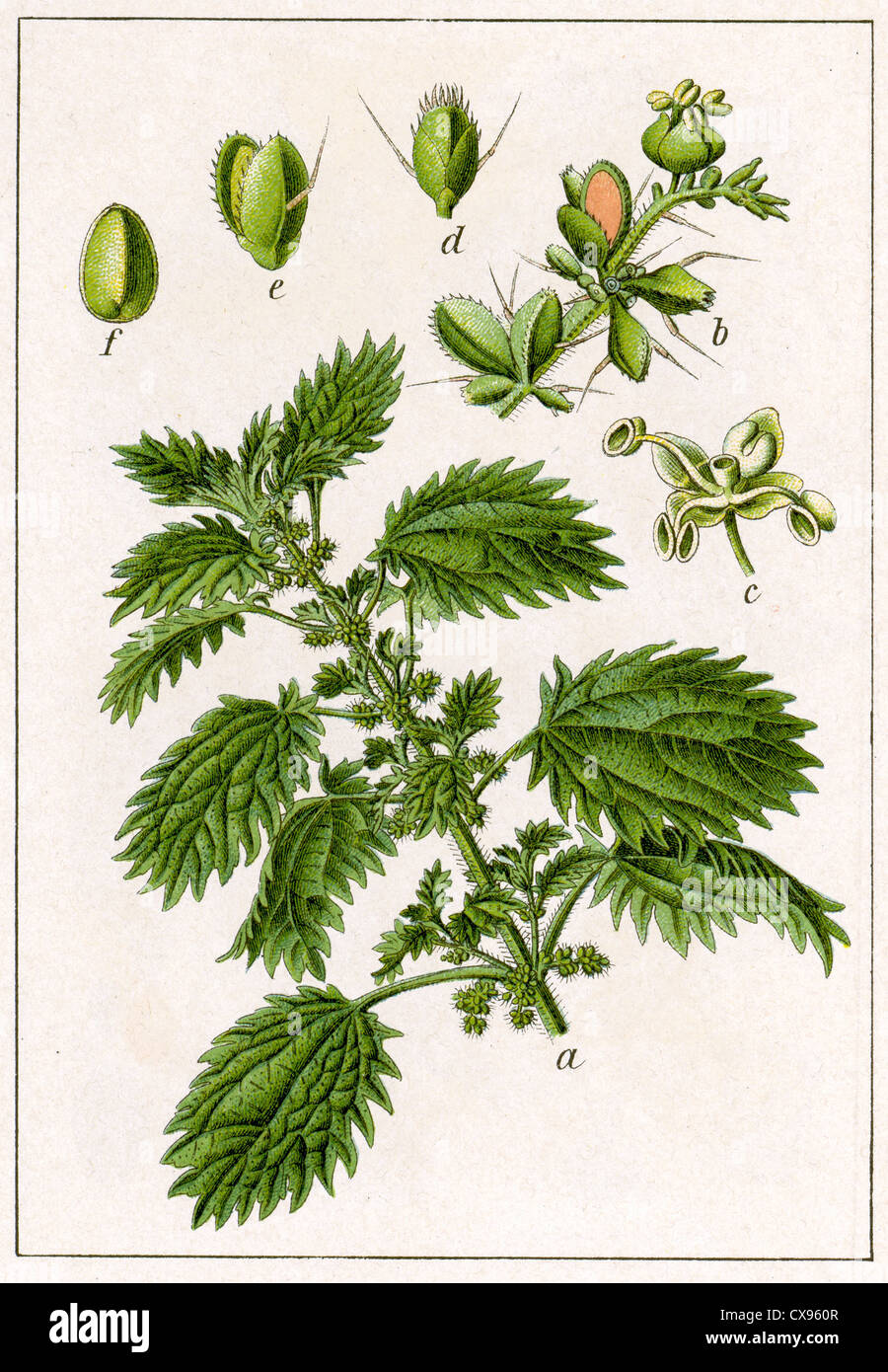 Urticaceae family hi-res stock photography and images - Alamy