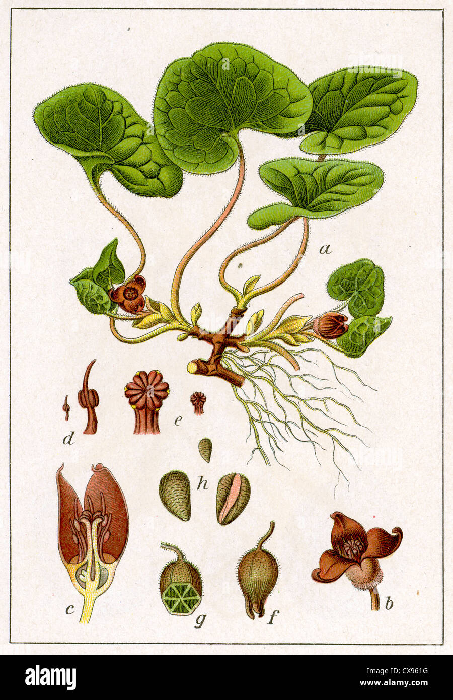 1 asarum europaeum hi-res stock photography and images - Alamy