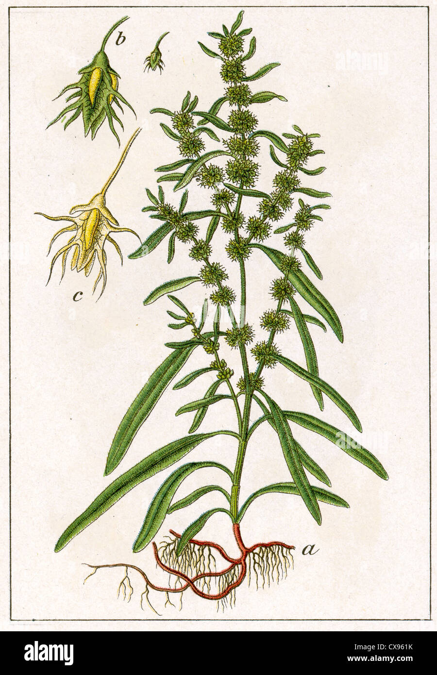 Is an annual plant species of the genus rumex hi-res stock photography ...