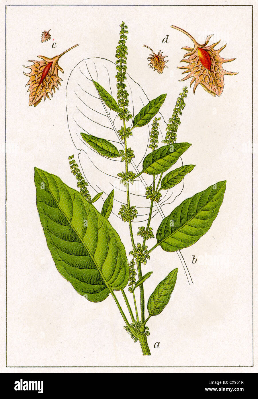 Broad dock rumex obtusifolius weed hi-res stock photography and images ...