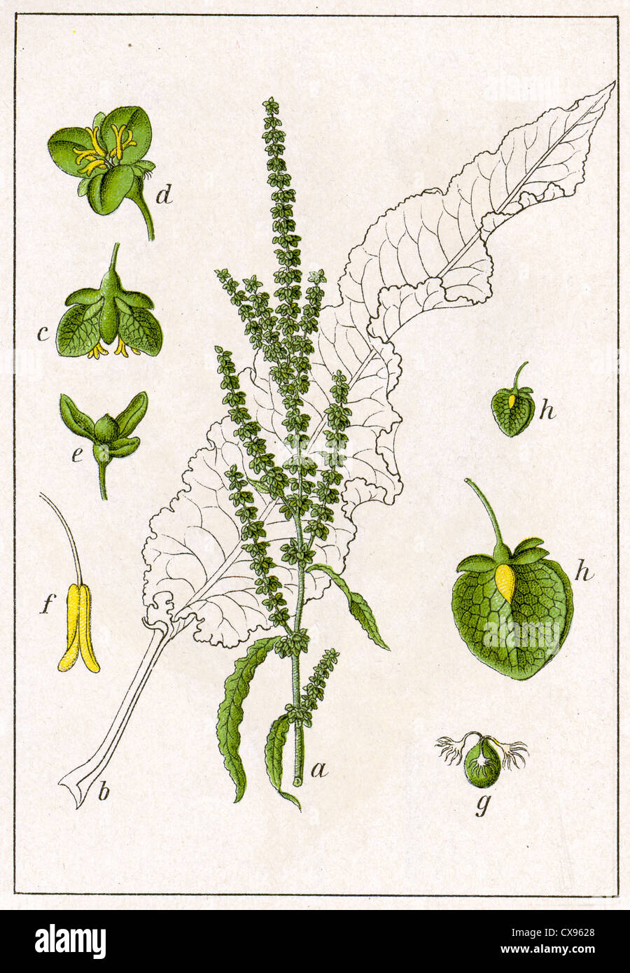 Species rumex crispus hi-res stock photography and images - Alamy