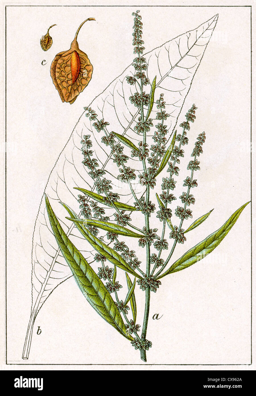 Rumex genus hi-res stock photography and images - Alamy